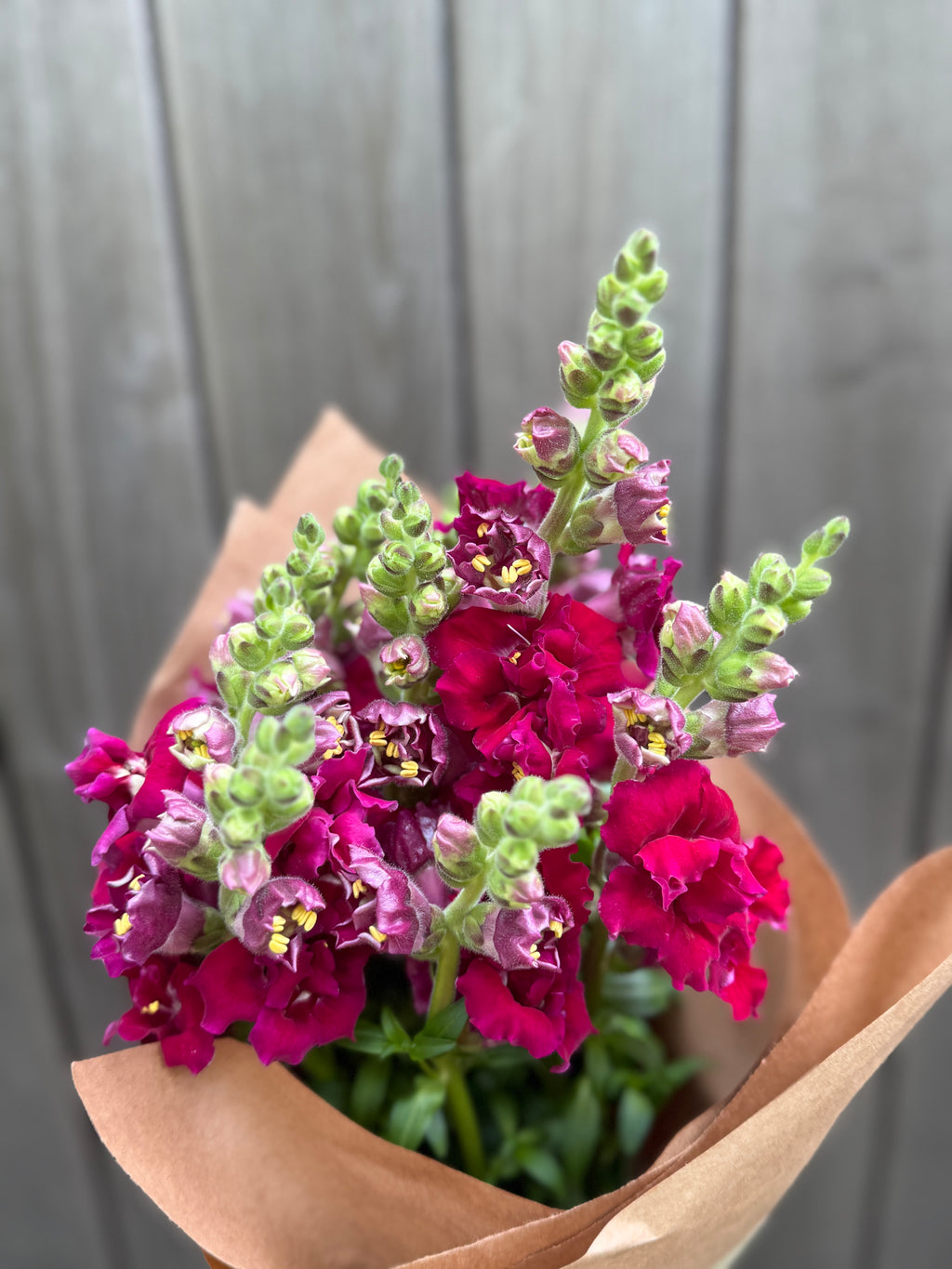 Snapdragon Madame Butterfly, Small Bunch – wildflowerfarmri